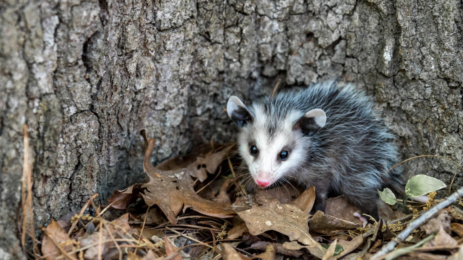 Recognize Opossum Poop: ID & Safety | Nextgen