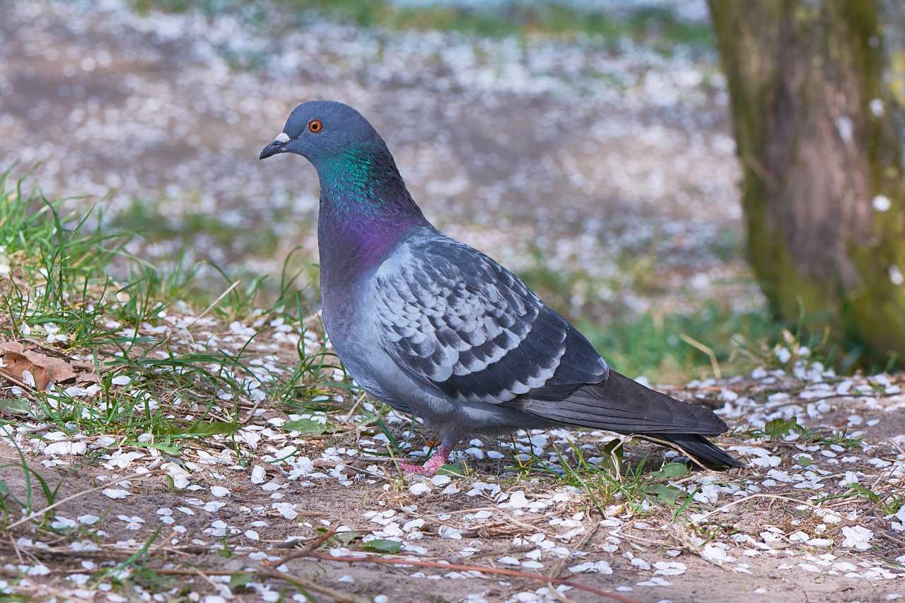 Top Pest Control for Nuisance Birds Nextgen Pest Solutions