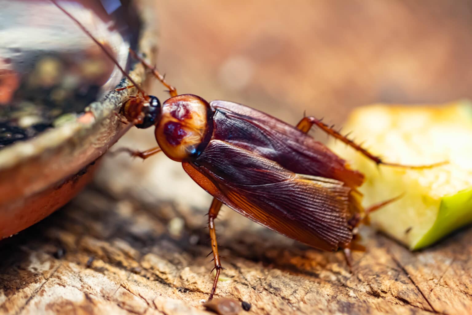 Guide on How to Get Rid of Roaches Fast | Nextgen