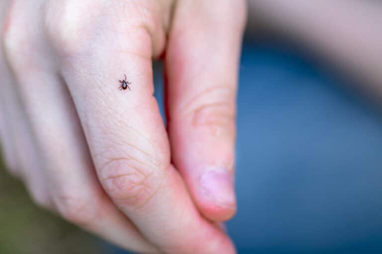 What Do Mite Bites Look Like? Types, Symptoms, and Treatment