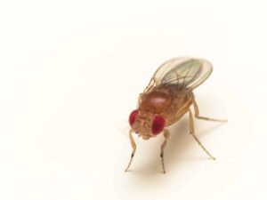 Fly Bites: Identification, Symptoms, Treatment, and Prevention