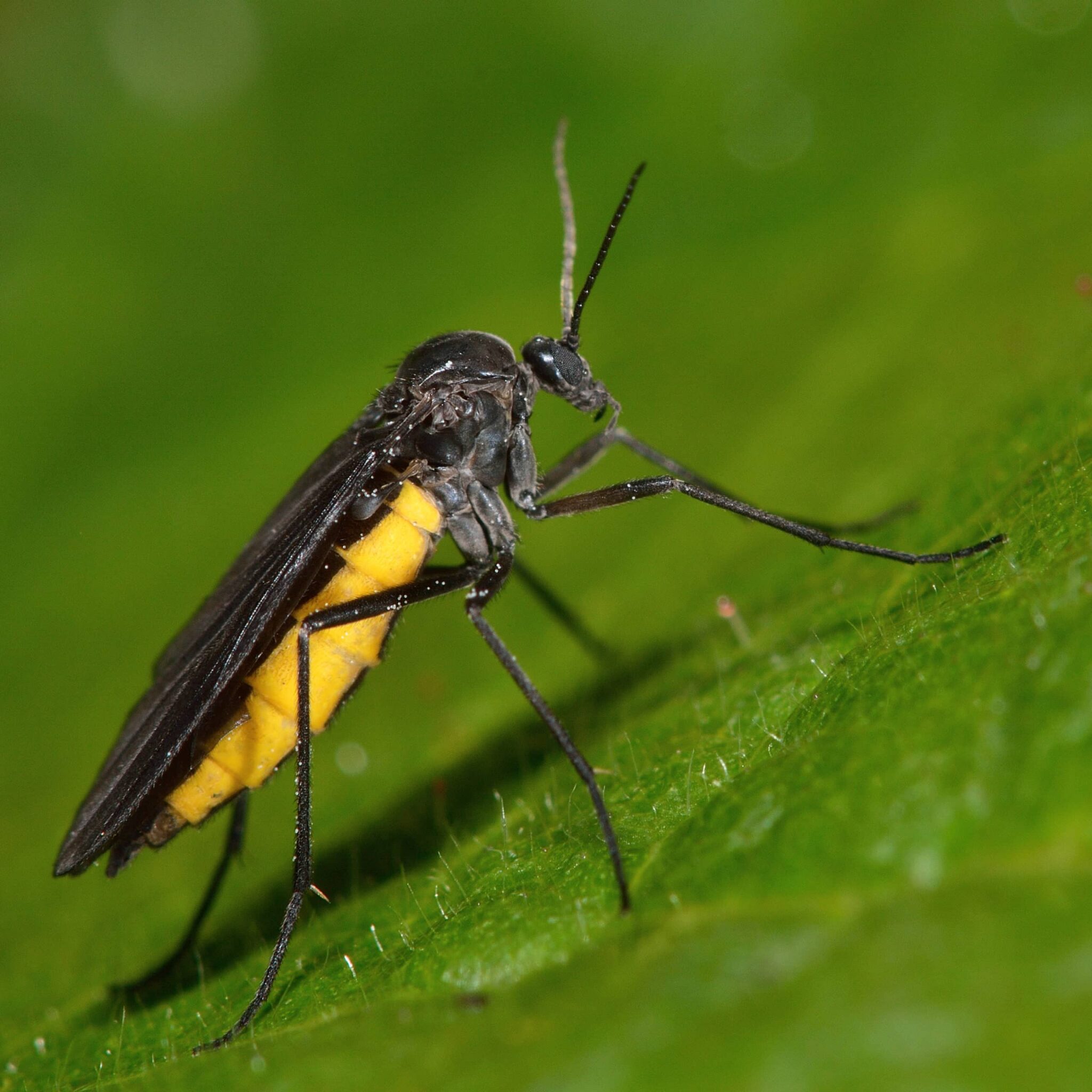 Why You Have Gnats in Your House & How to Get Rid of Them | Nextgen ...