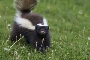 Recognize Skunk Droppings in Your Backyard | Nextgen Pest