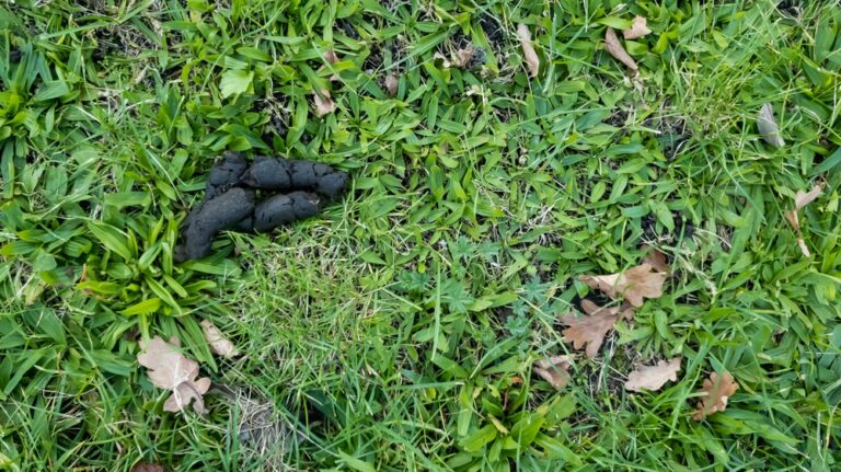 Backyard Animal Poop Identification Guide | Nextgen