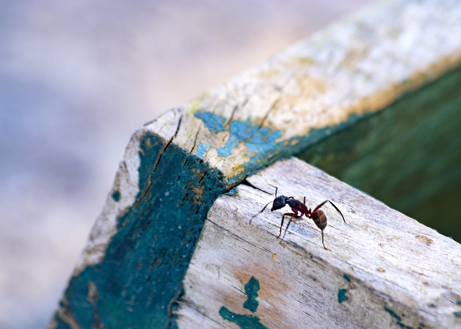 7 Clear Signs of Carpenter Ants in Your House | Nextgen Pest Solutions