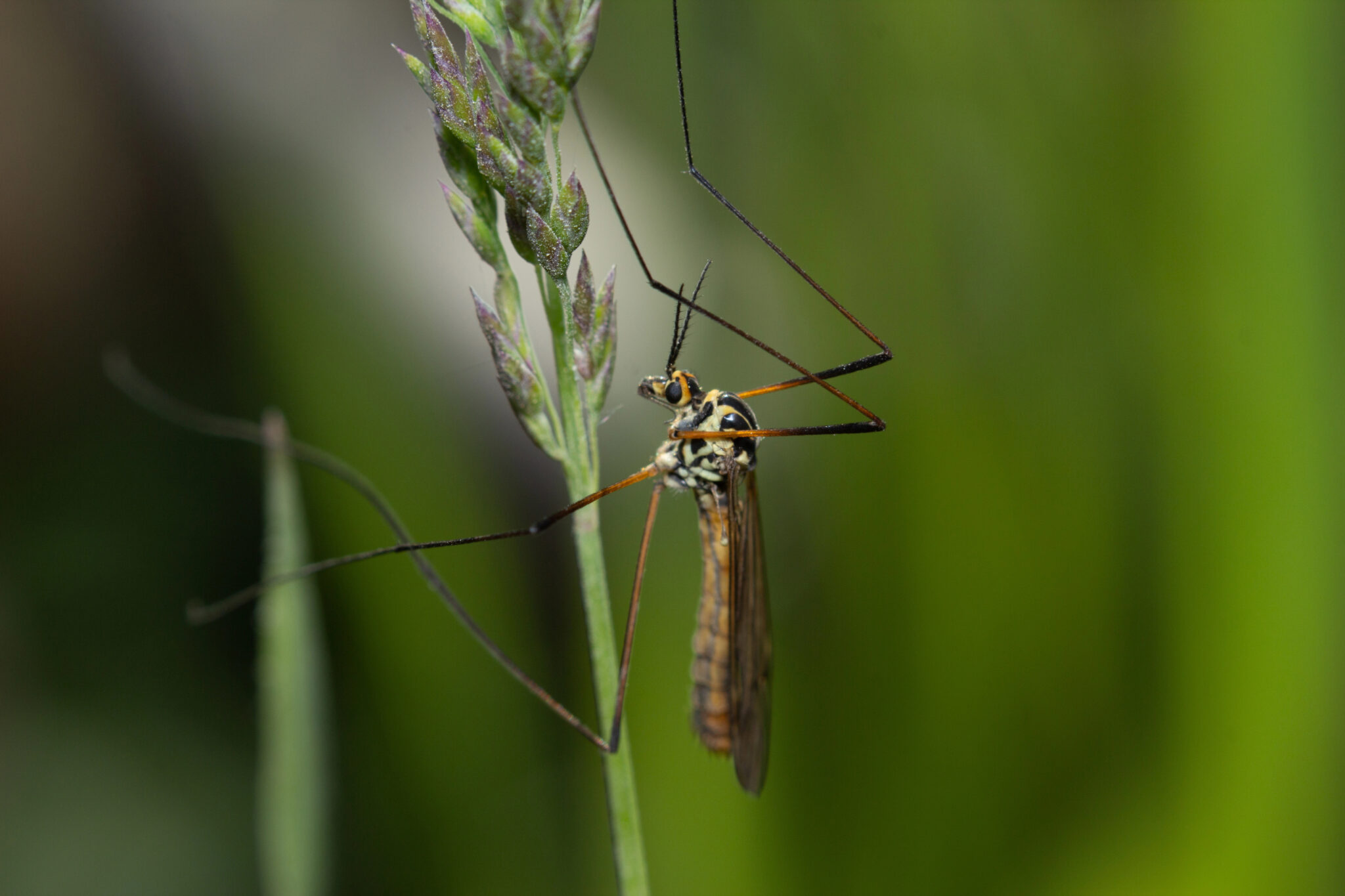 Fly Bites: Identification, Symptoms, Treatment, and Prevention