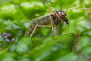 Fly Bites: Identification, Symptoms, Treatment, and Prevention