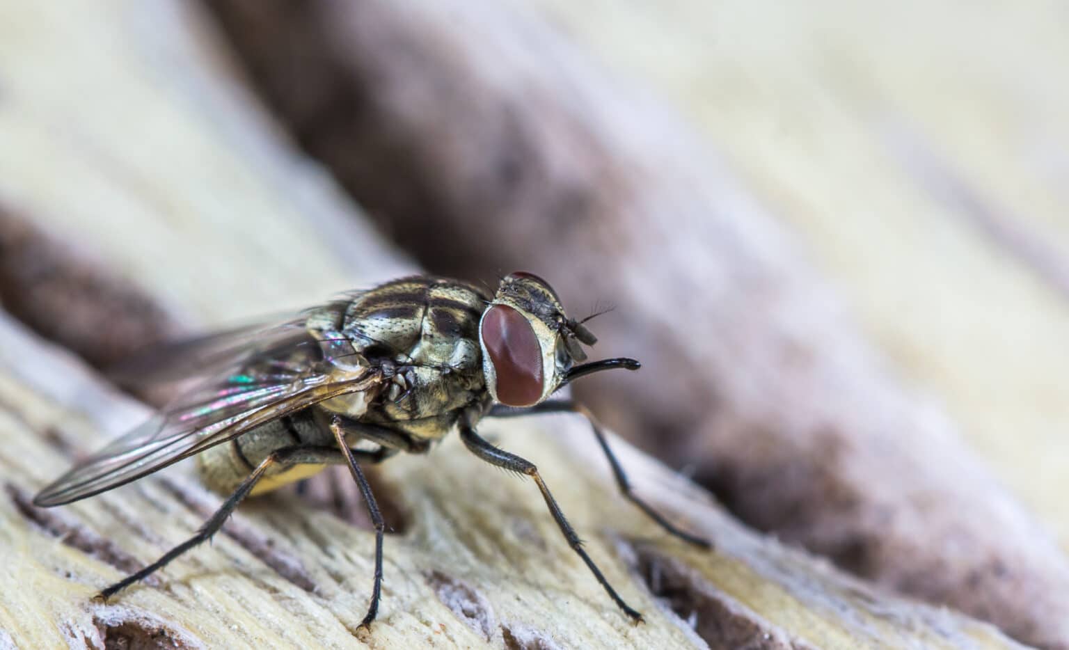 Fly Bites: What They Look Like, How to Treat & Prevent Them