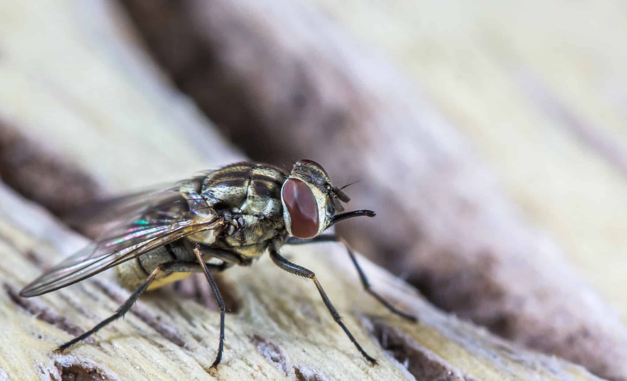 Fly Bites: Identification, Symptoms, Treatment, and Prevention