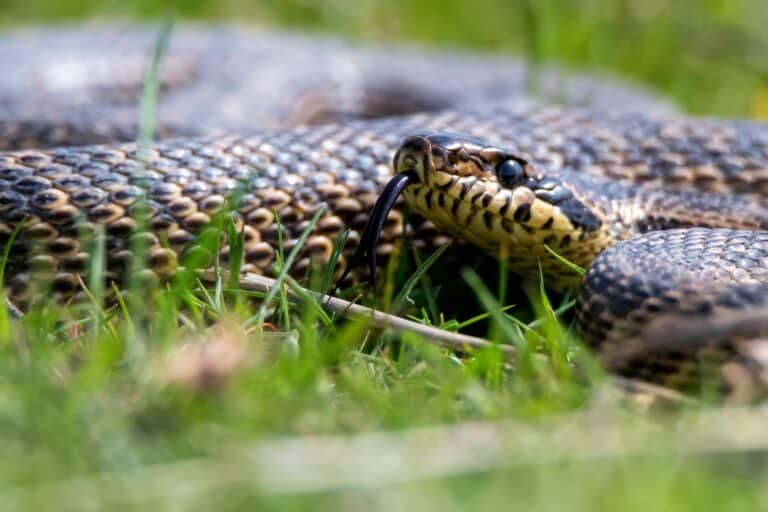 Venomous vs Non-Venomous Snakes by Region | Nextgen