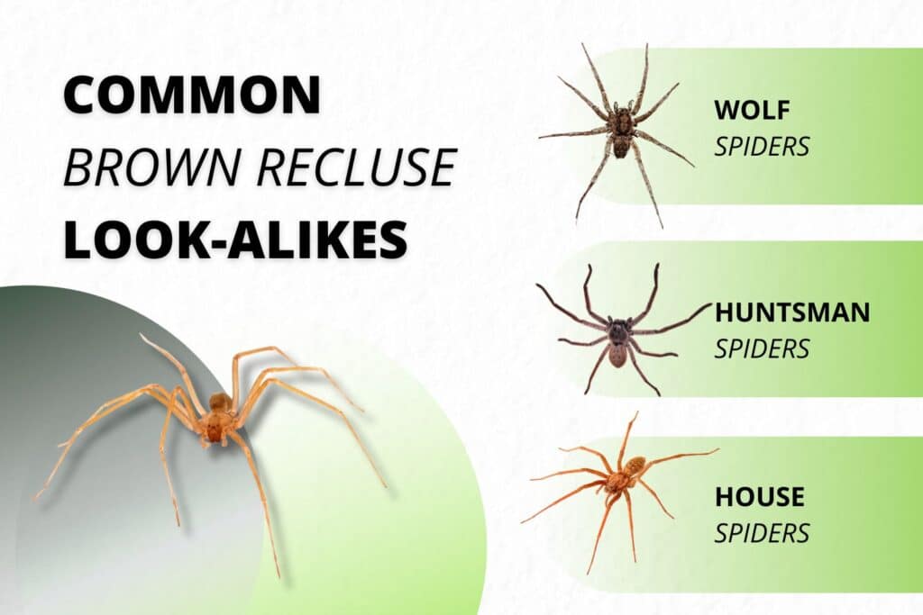How Common Are Brown Recluse Spiders in Florida?
