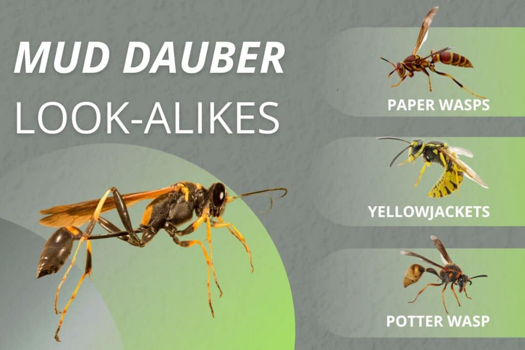 How Dangerous Is a Mud Dauber Sting? | Nextgen Pest Solutions