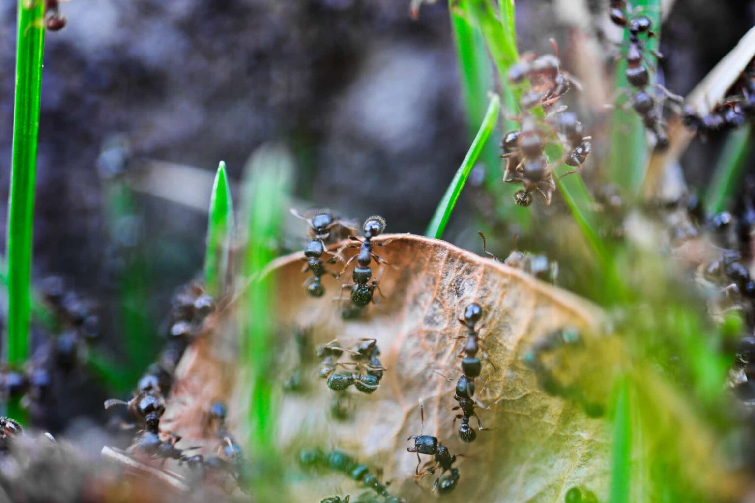 Tiny Ants in the Kitchen? Identify Small Black and Flying Ants