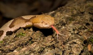 Copperhead Snakes: Facts, Behavior, Danger & What to Do