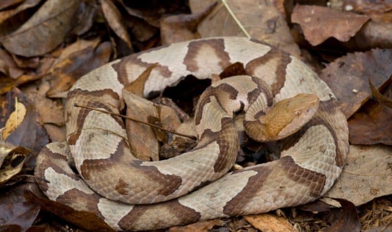 Copperhead Snakes: Facts, Behavior, Danger & What to Do