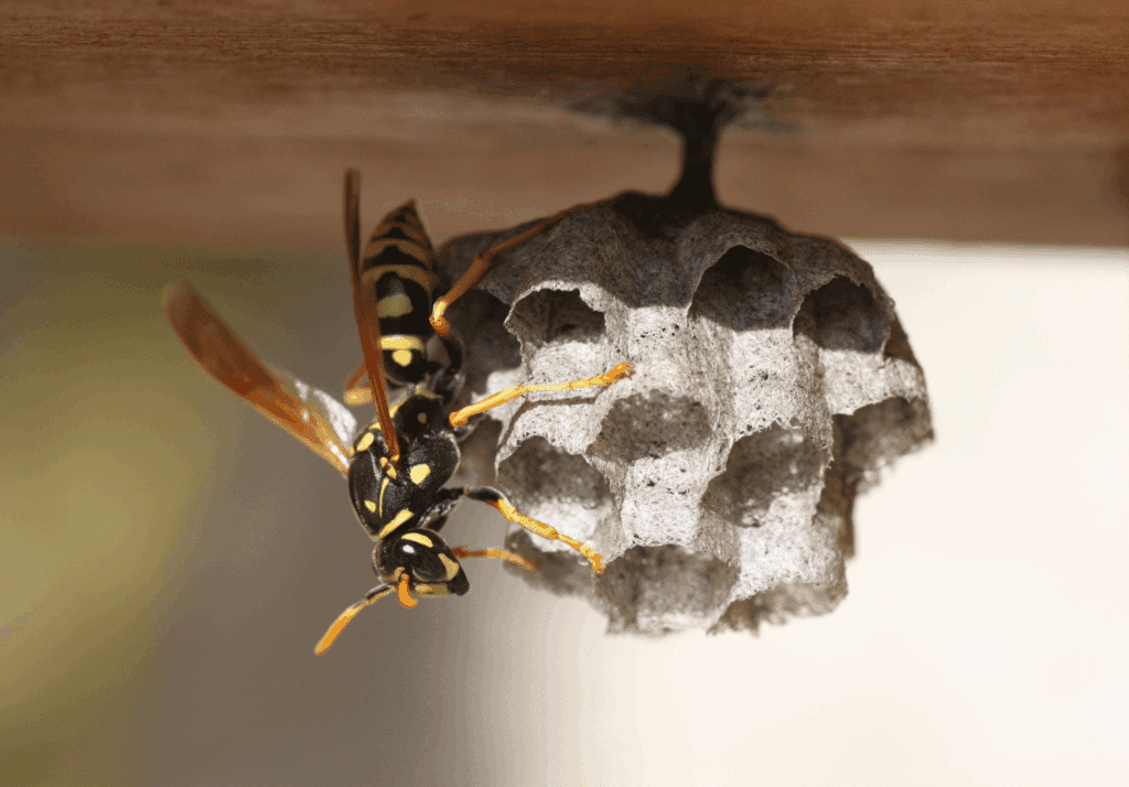 4 Species of Wasps and How to Identify Them | Nextgen Pest Solutions