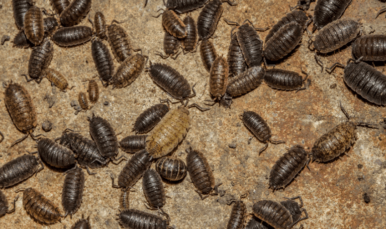 Why Bug Bombs Don’t Work for Bed Bugs in Cars: Myths vs. Facts