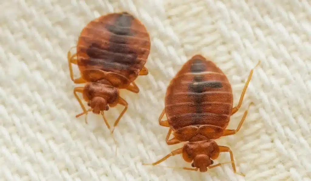 Sandy Springs Bed Bug Control This Fall | Nextgen Pest Solutions