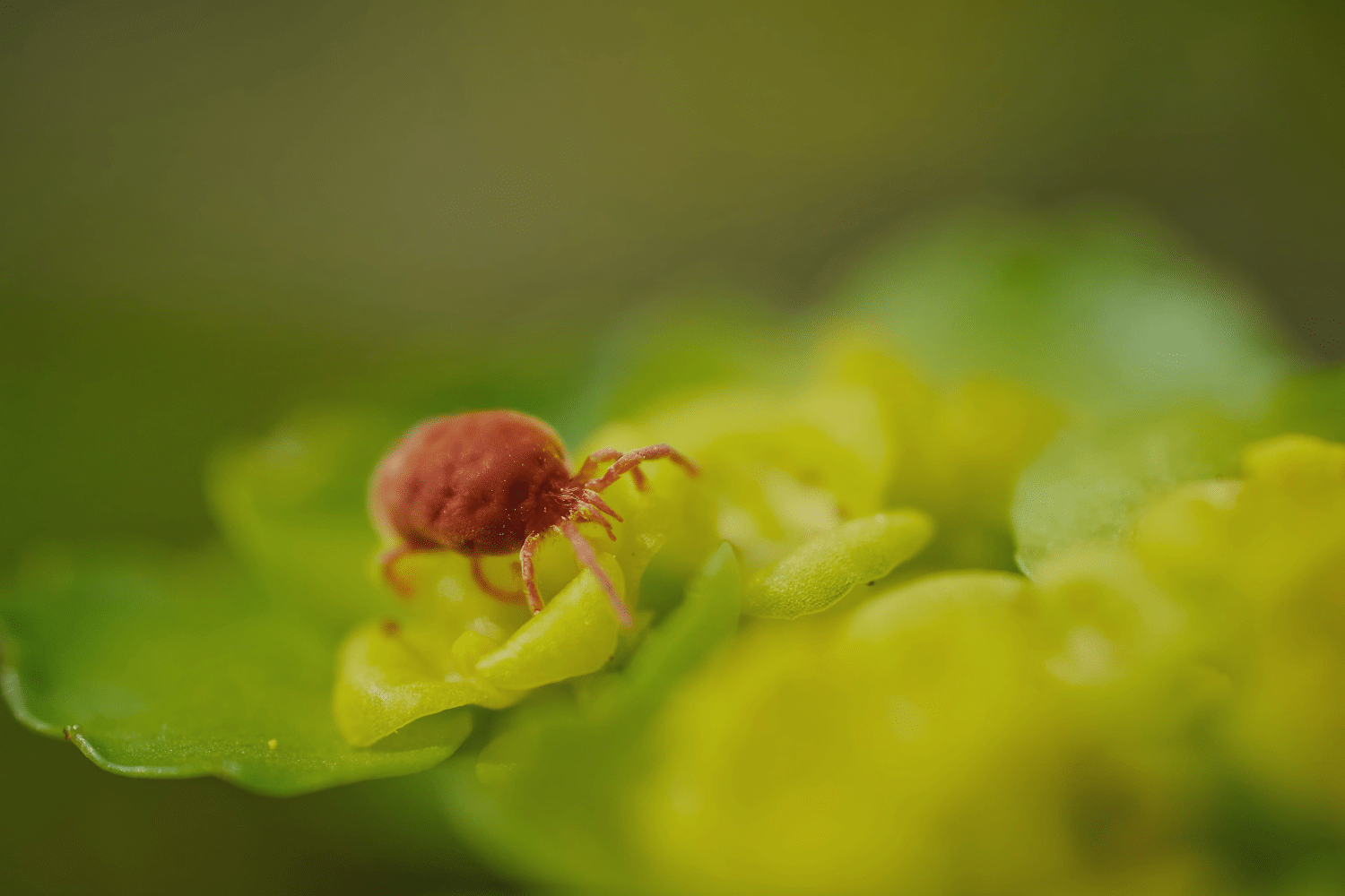 What Do Mite Bites Look Like? Types, Symptoms, and Treatment