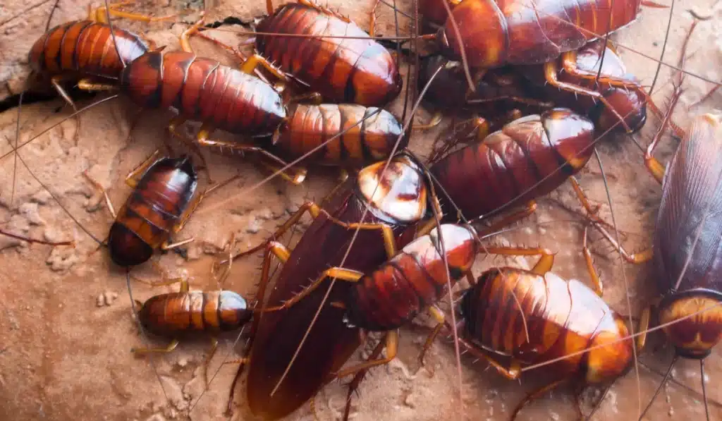 Roaches in Car: How to Get Rid of Them Fast | Nextgen