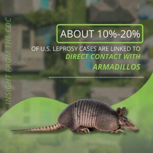 How Armadillos Damage Florida Lawns (And How to Stop Them)