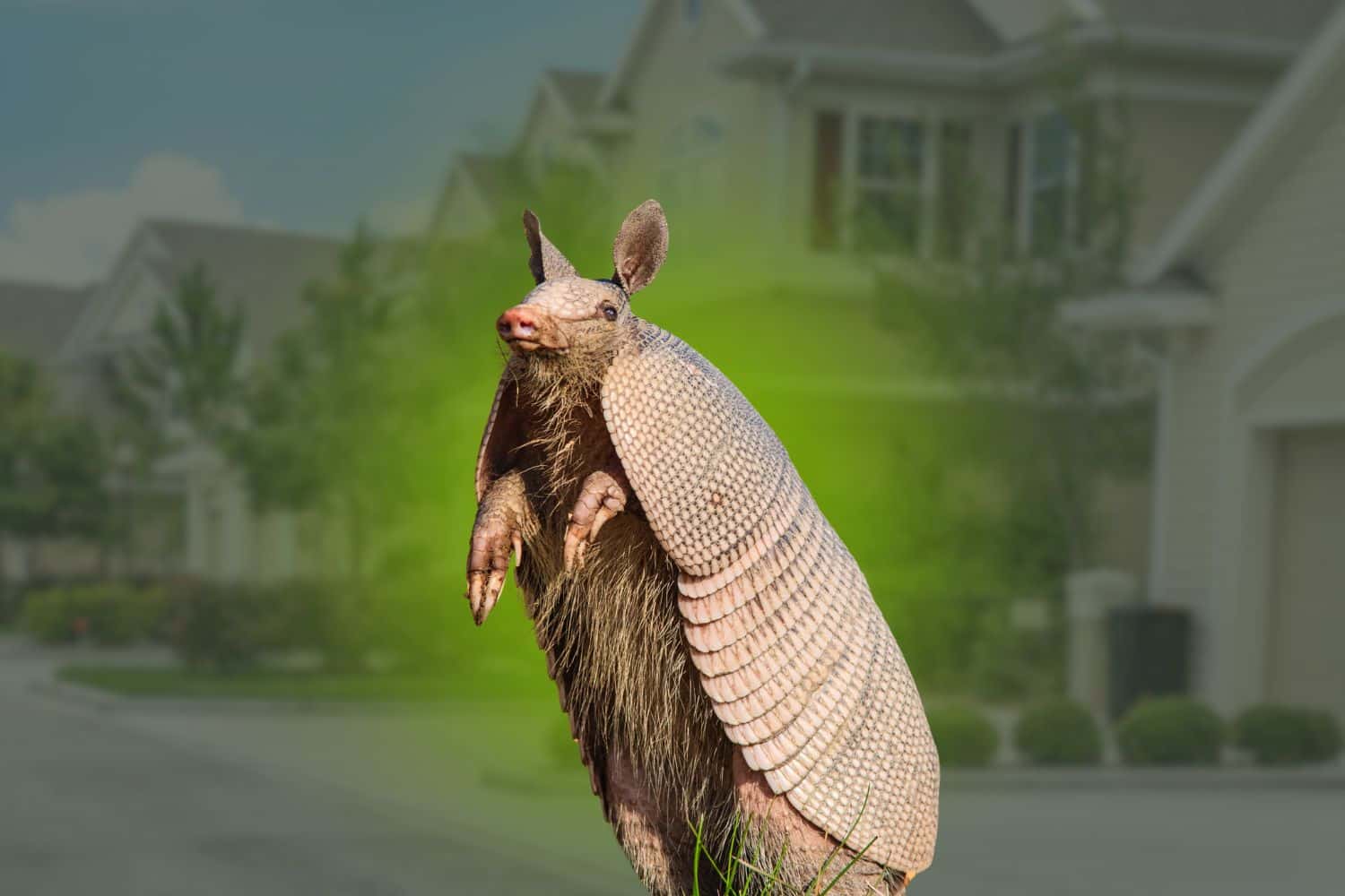 Common Armadillo Damage in Florida and How to Prevent It