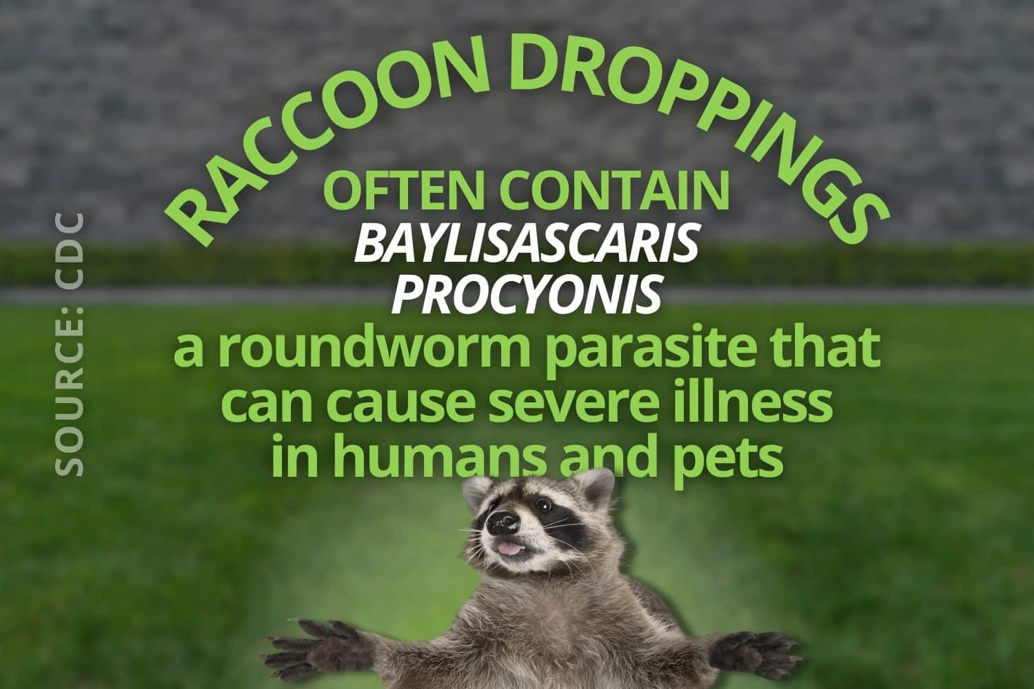 How to Identify Raccoon Poop in Your Yard | Nextgen