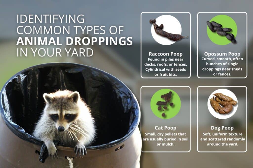How to Identify Raccoon Poop in Your Yard | Nextgen