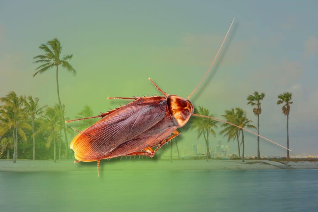 Why Are There So Many Cockroaches in Florida? | Nextgen Pest Solutions