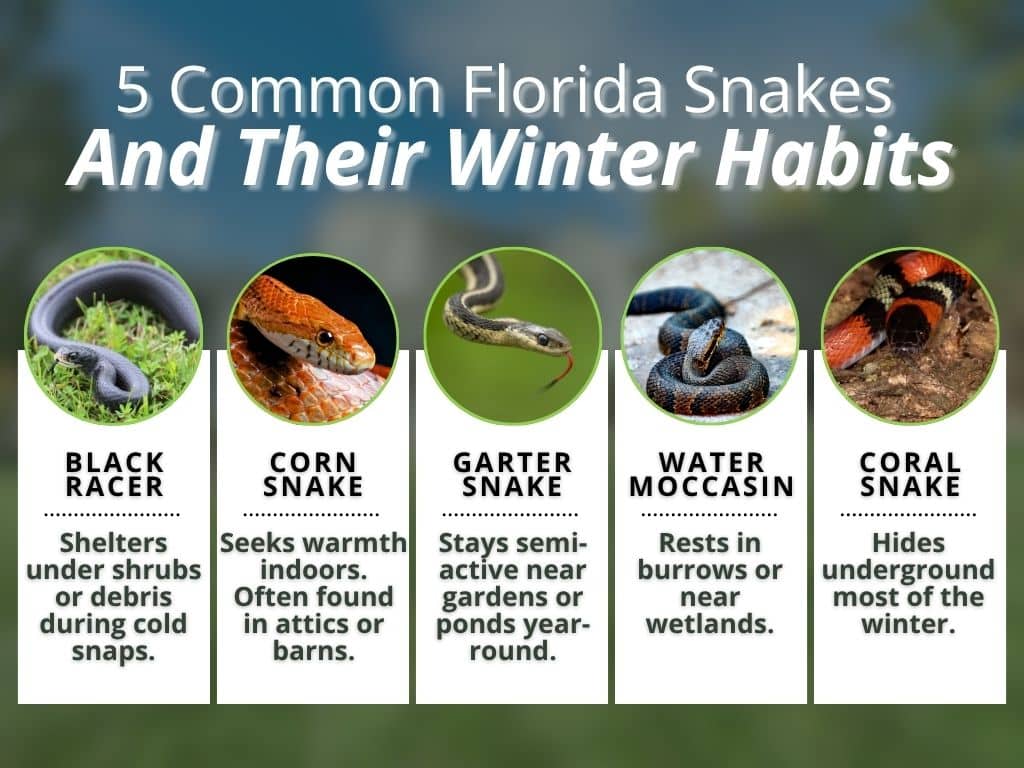 Where Do Different Species of Florida Snakes Go in the Winter ...