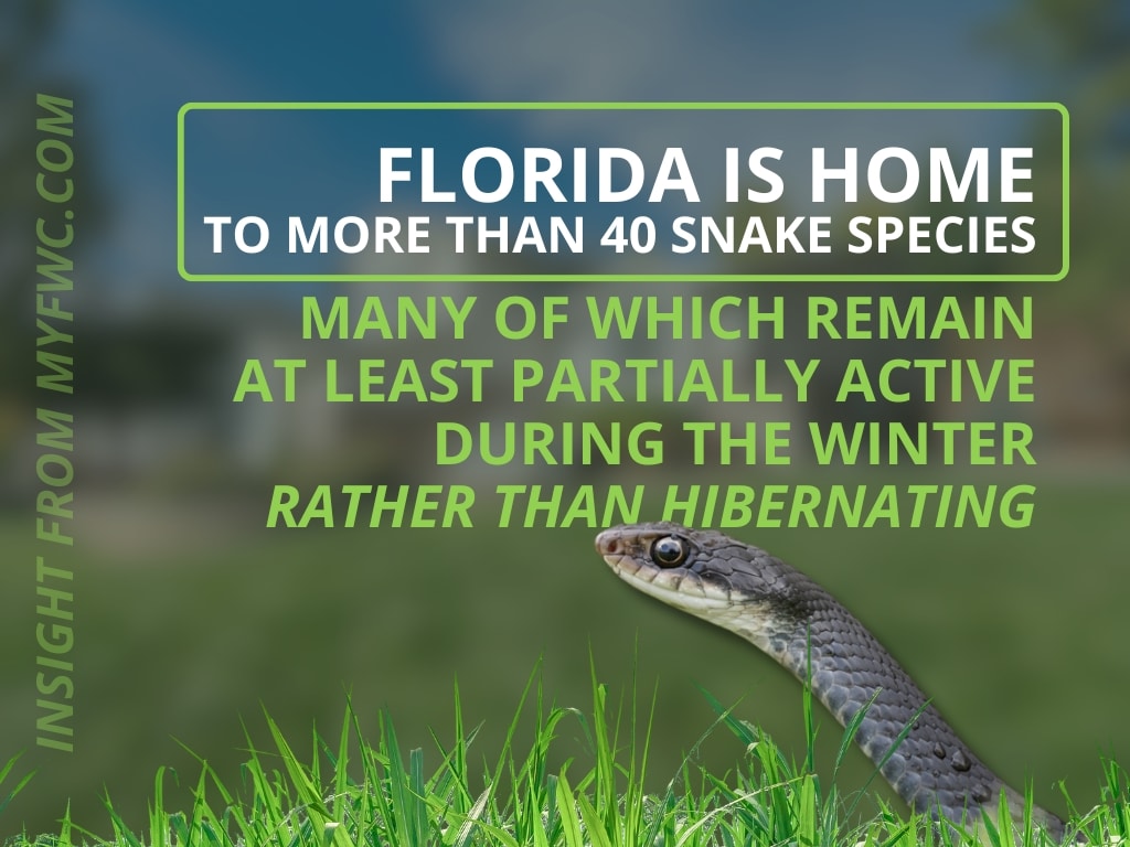 Where Do Different Species of Florida Snakes Go in the Winter ...