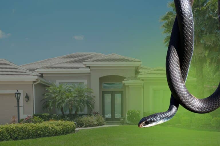 Where Do Different Species of Florida Snakes Go in the Winter ...