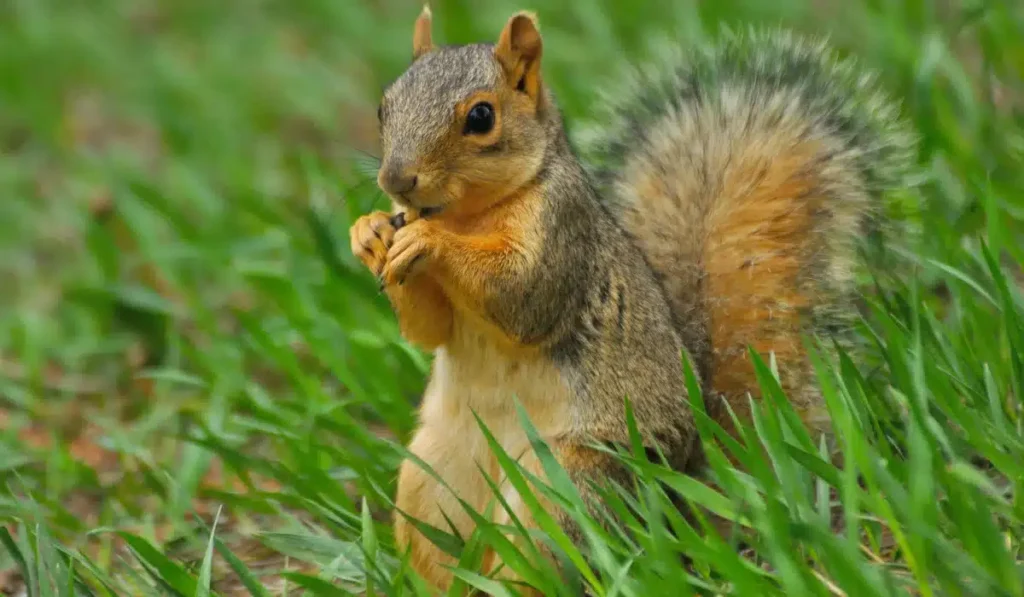 What Types of Squirrels Are in Alpharetta, Georgia?