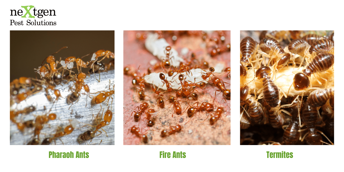 Tiny Ants in the Kitchen? Identify Small Black and Flying Ants