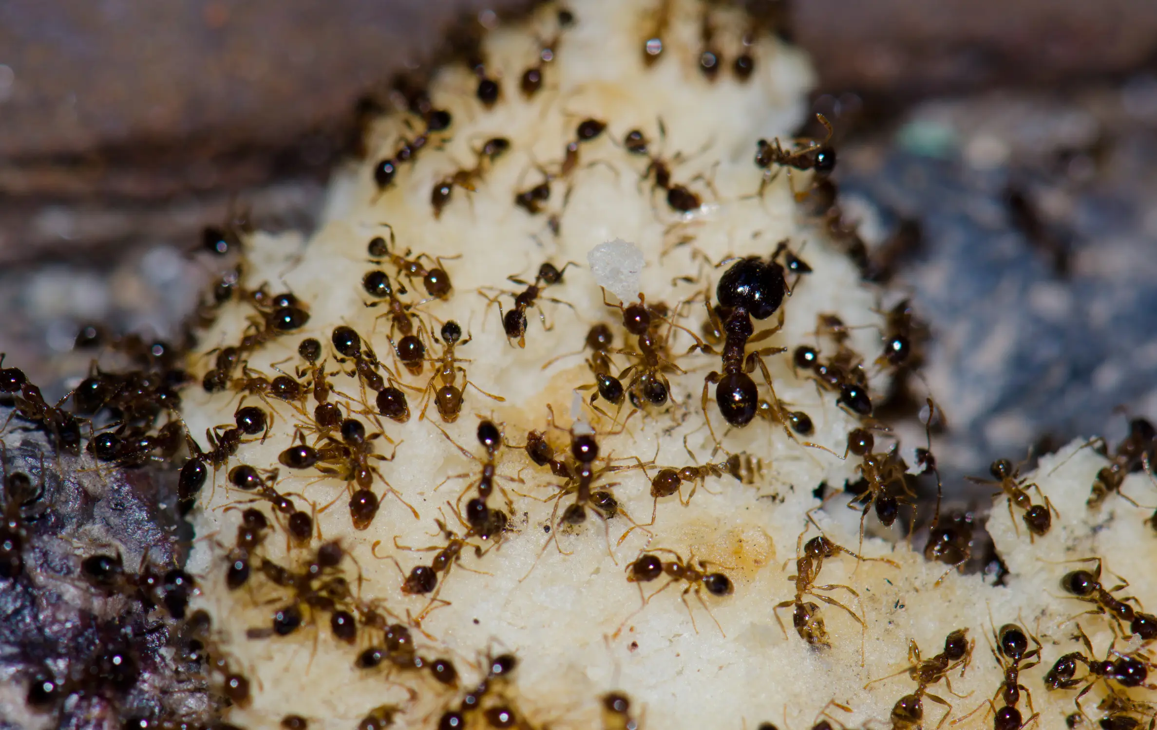 Argentine Ants in Georgia: Identification, Supercolonies, and Control ...
