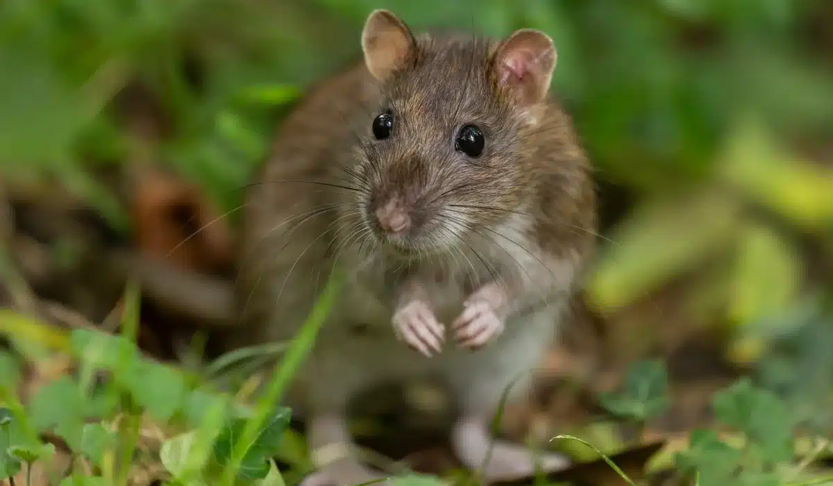 What Are the Signs of Rats in Johns Creek, Georgia Homes? - Nextgen ...